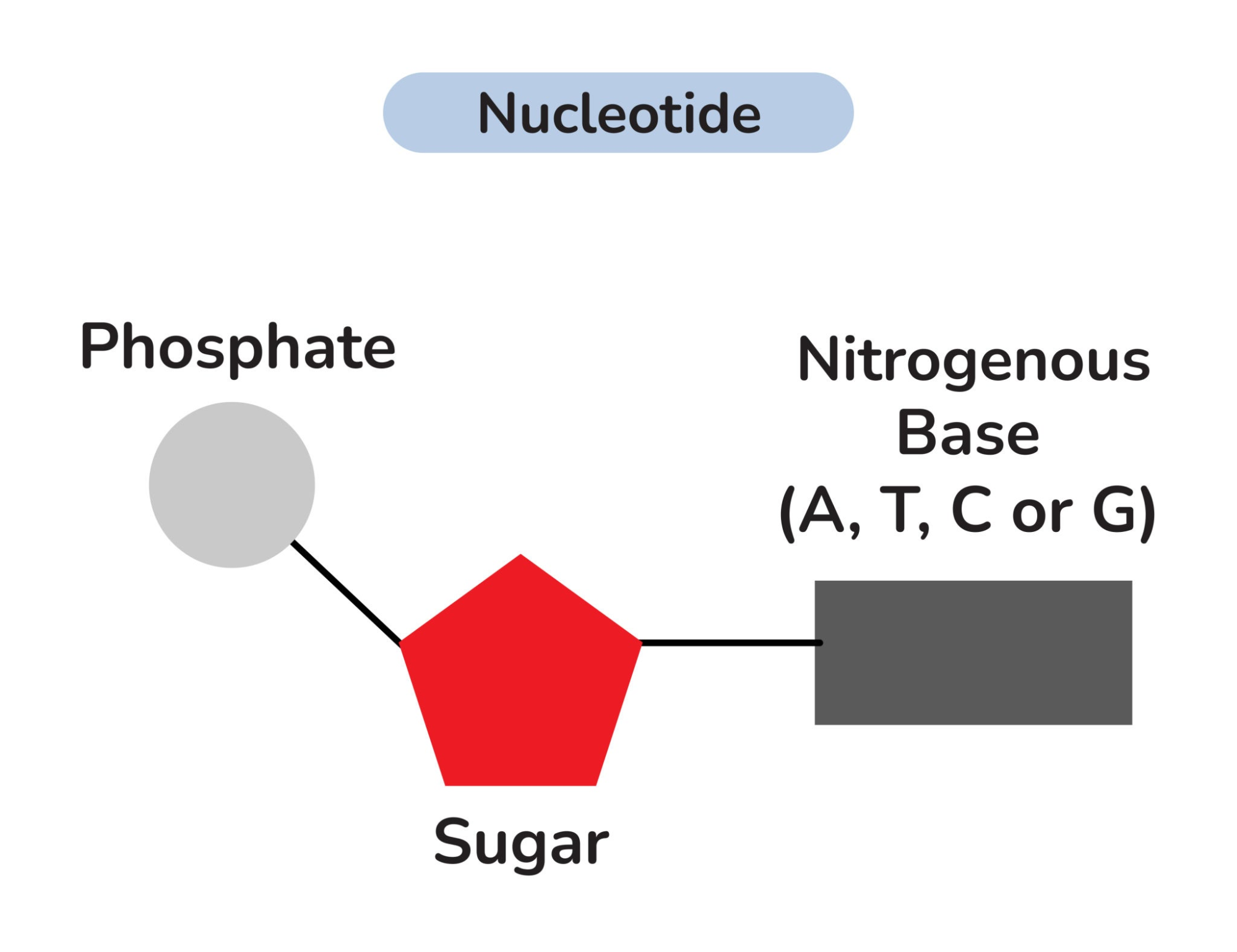 Nucleotide là gì? Nucleotide có vai trò gì đối với cơ thể?